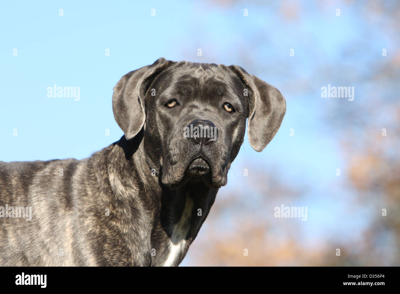 Dog Cane Corso / Italian Molosser adult portrait Stock Photo - Alamy