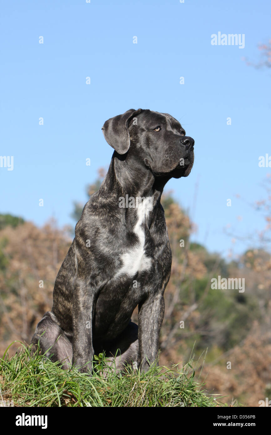 Dog Cane Corso / Italian Molosser adult sitting in a meadow Stock Photo ...