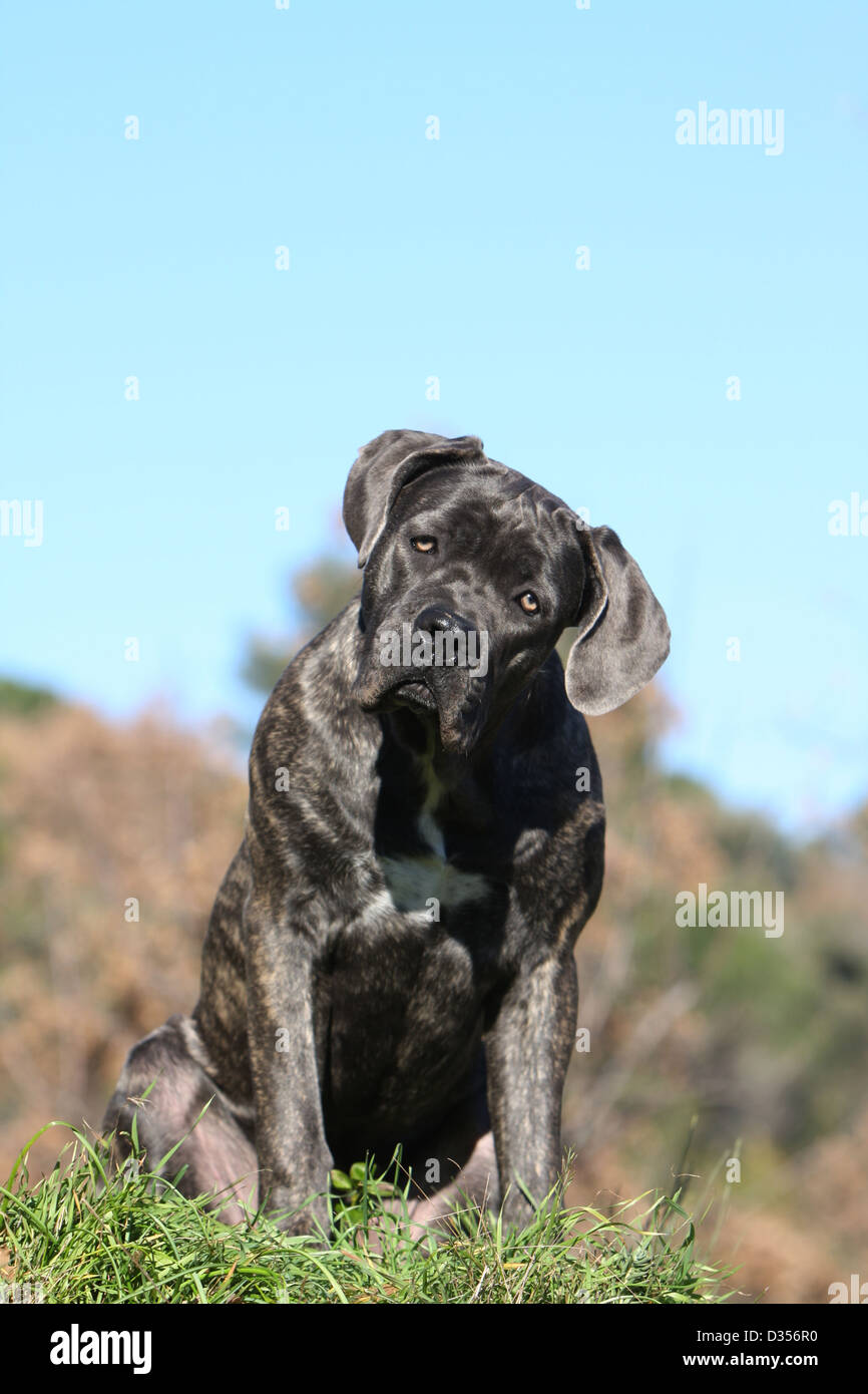 Dog Cane Corso / Italian Molosser adult sitting in a meadow Stock Photo ...