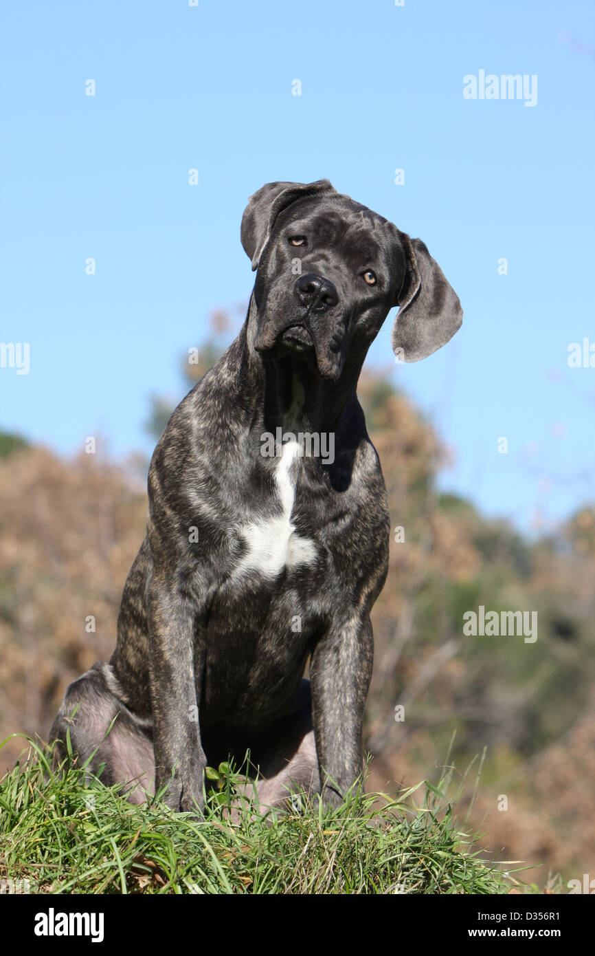Dog Cane Corso / Italian Molosser adult sitting in a meadow Stock Photo ...