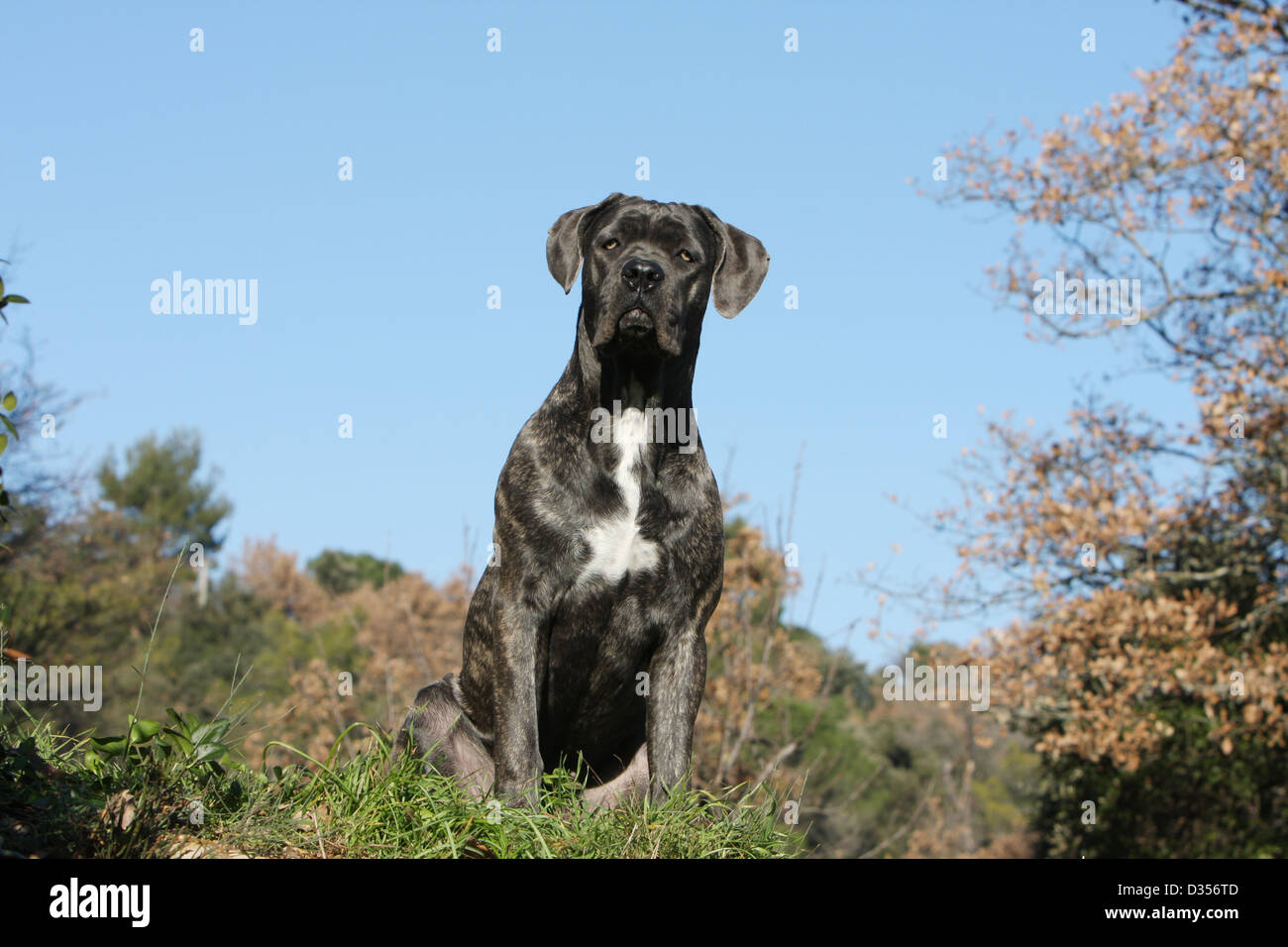 Dog Cane Corso / Italian Molosser adult sitting in a meadow Stock Photo ...