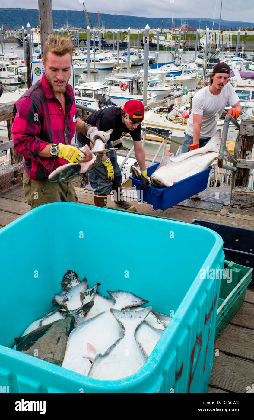 Halibut hi-res stock photography and images - Alamy