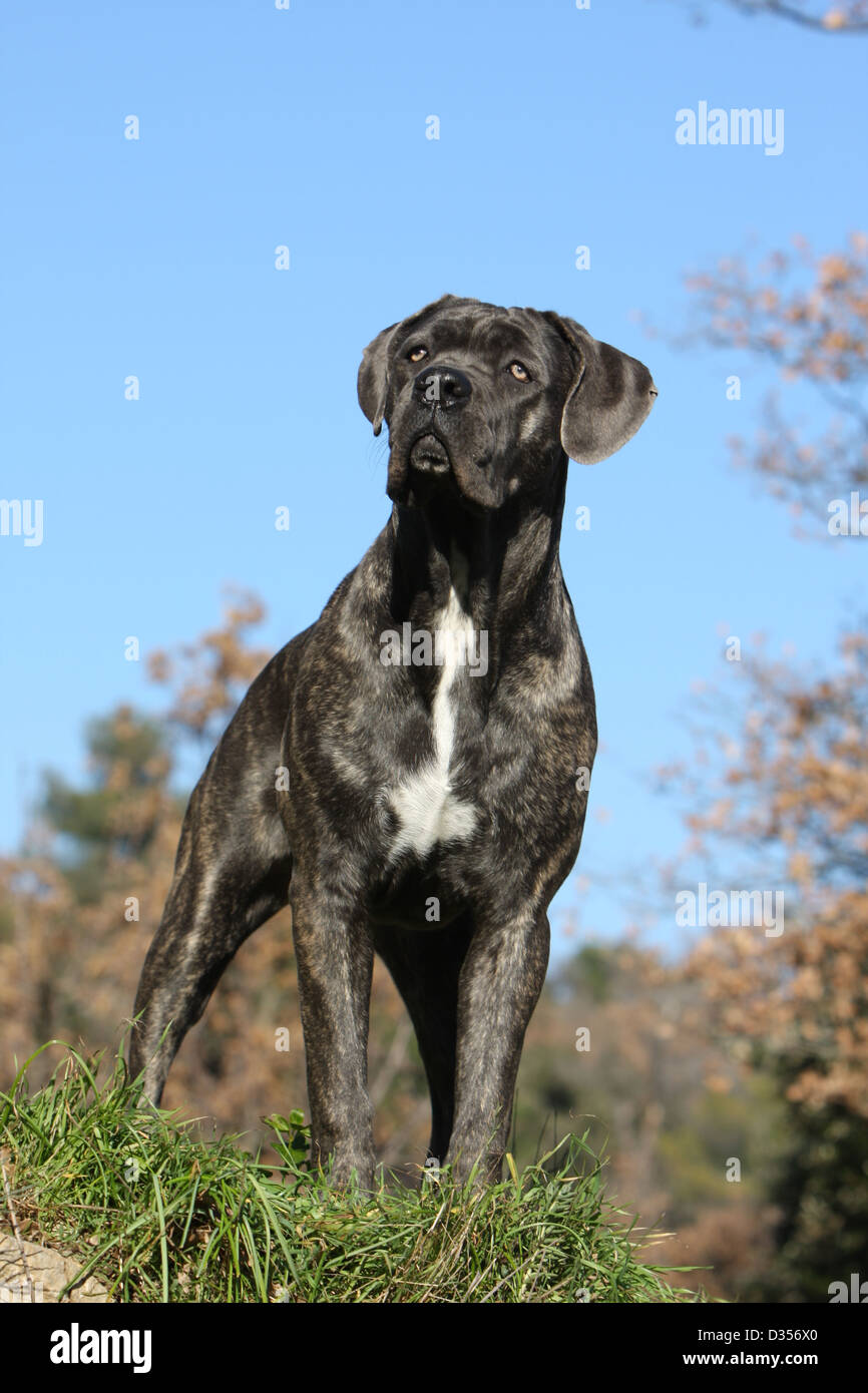 Dog Cane Corso / Italian Molosser adult standing in a meadow Stock ...