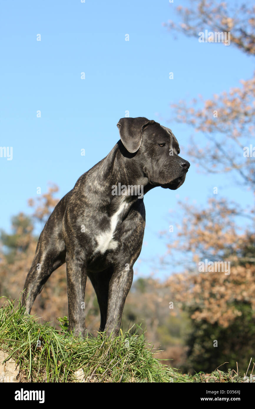 Dog Cane Corso / Italian Molosser adult standing in a meadow Stock ...