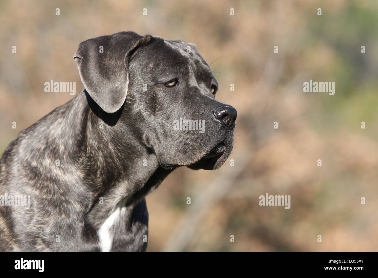 Dog Cane Corso / Italian Molosser adult portrait profile Stock Photo ...