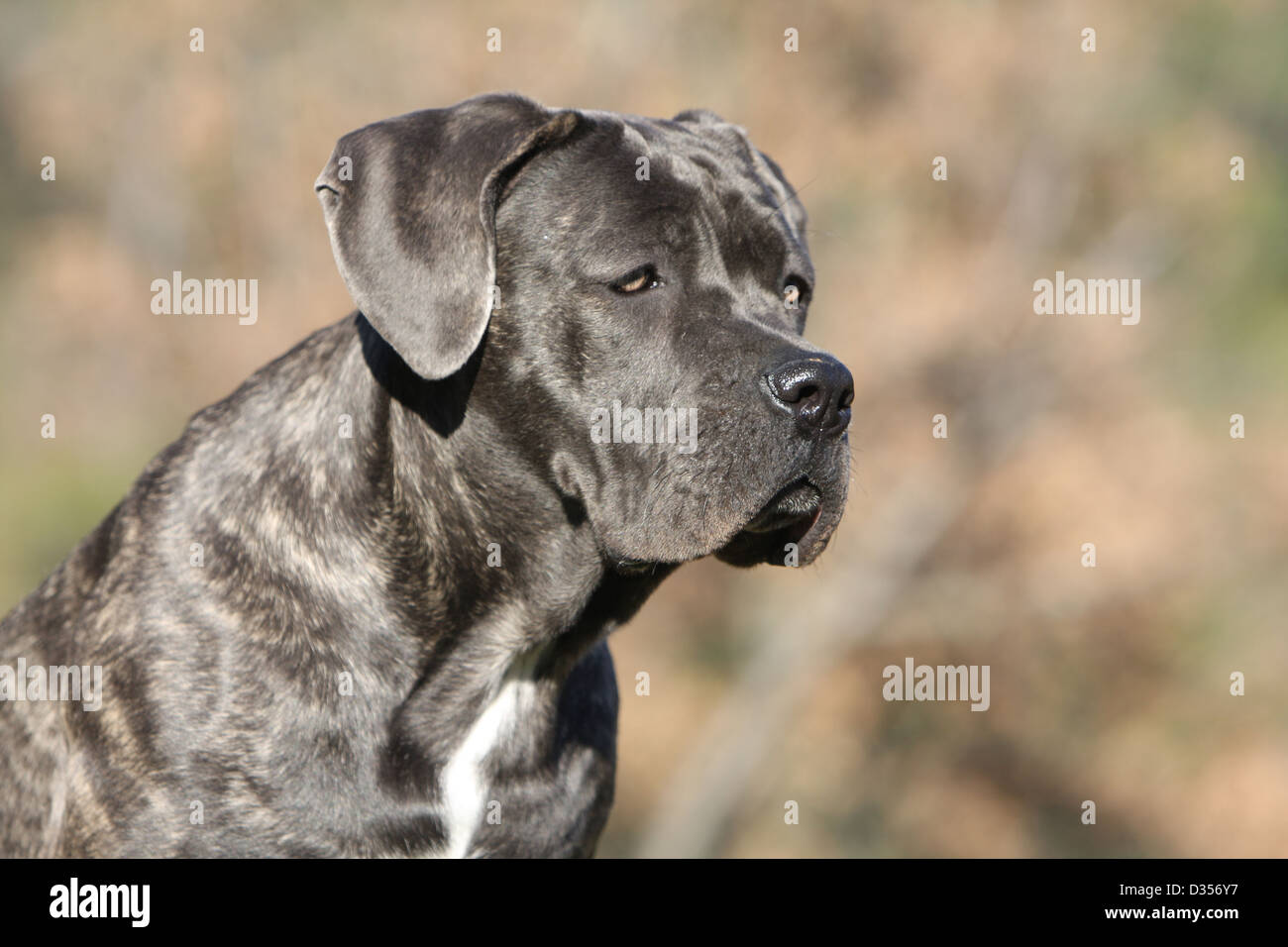 Dog Cane Corso / Italian Molosser adult portrait profile Stock Photo ...
