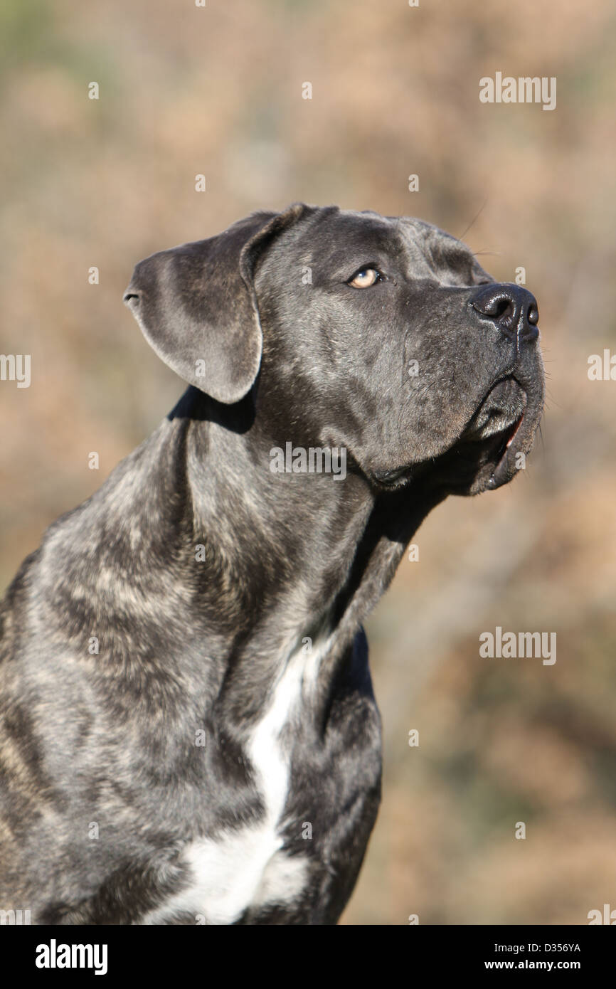 Dog Cane Corso / Italian Molosser adult portrait profile Stock Photo ...