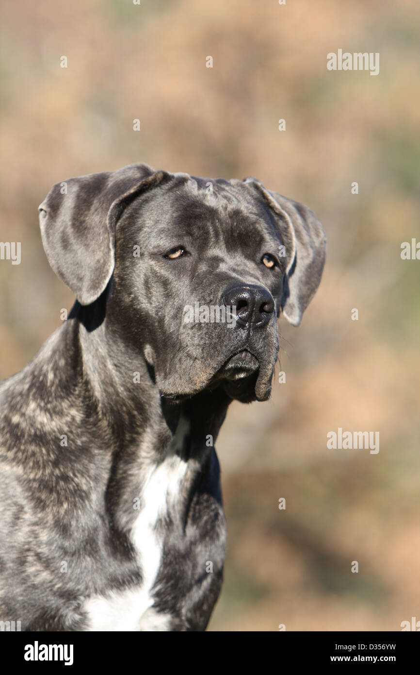 Dog Cane Corso / Italian Molosser adult portrait profile Stock Photo ...