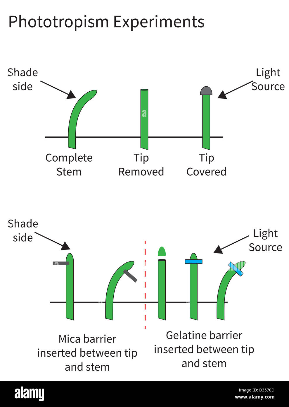 Phototropism hi-res stock photography and images - Alamy