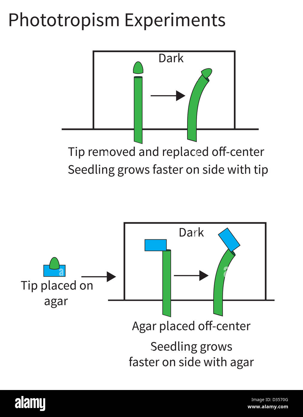 Historical experiments demonstrating phototropism Stock Photo - Alamy