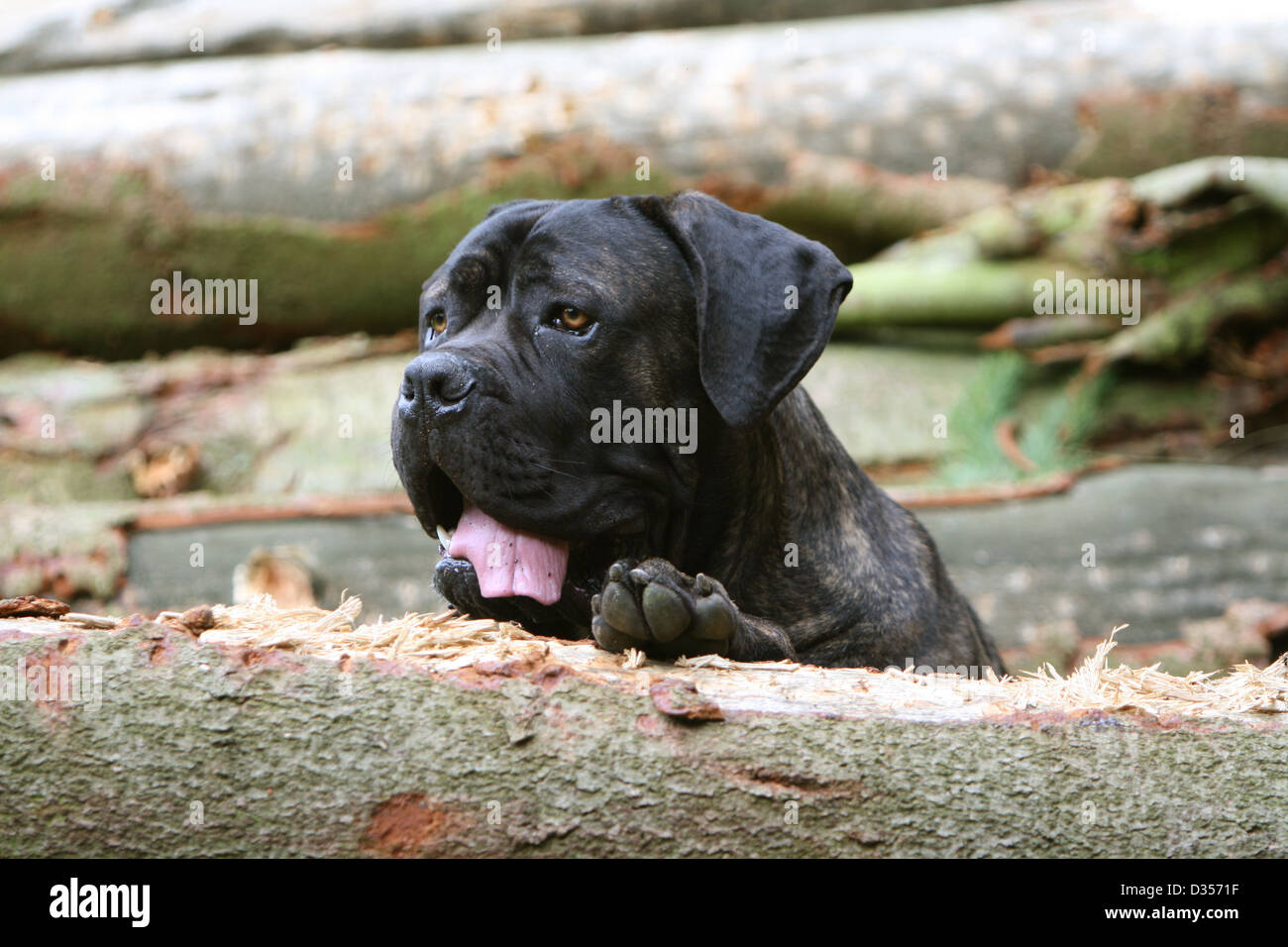 Dog Cane Corso / Italian Molosser adult portrait Stock Photo - Alamy