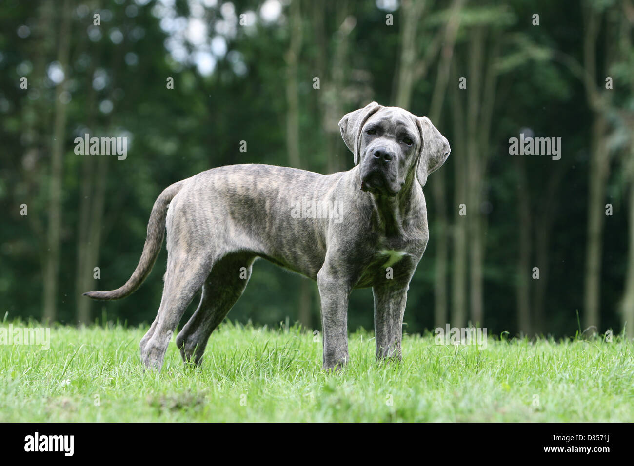 Dog Cane Corso / Italian Molosser young standing in a meadow Stock ...
