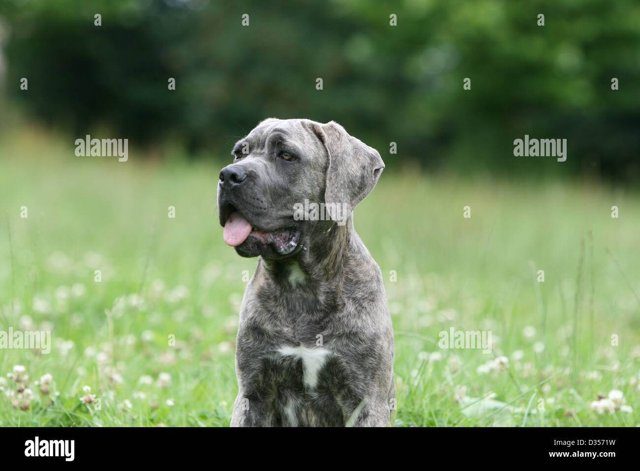 Dog Cane Corso / Italian Molosser young portrait Stock Photo - Alamy