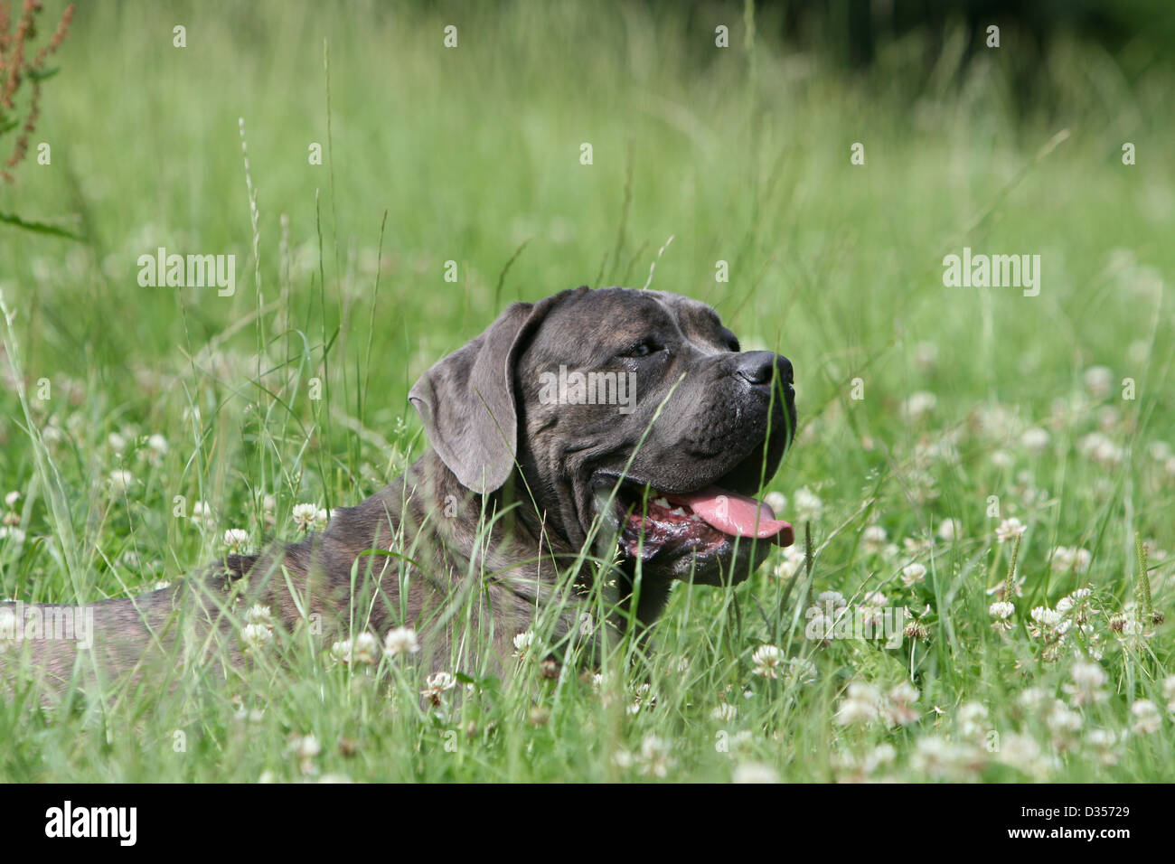 Dog Cane Corso / Italian Molosser adult lying in a meadow Stock Photo ...