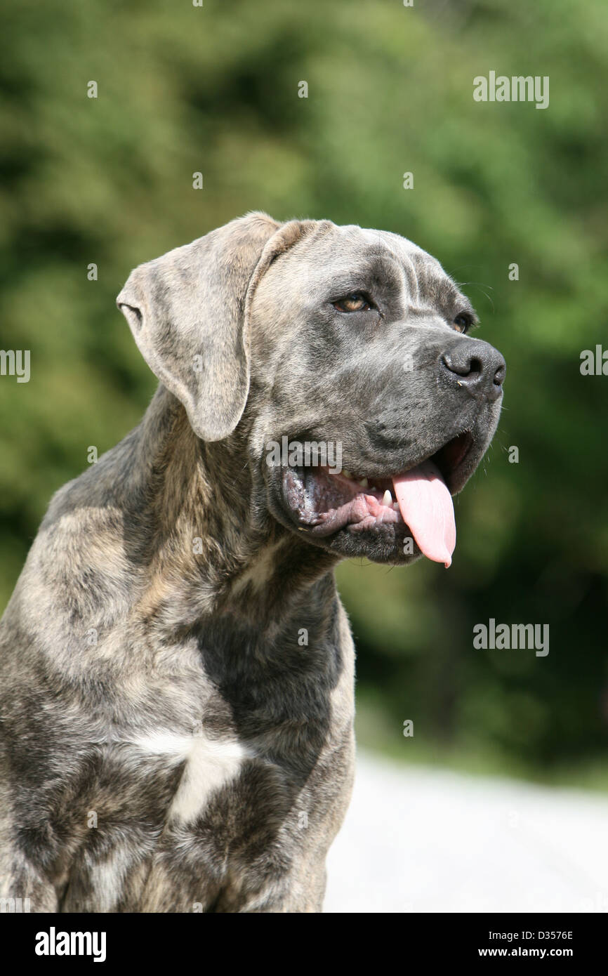 Dog Cane Corso / Italian Molosser young portrait Stock Photo - Alamy