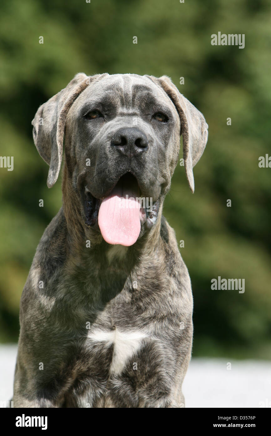 Dog Cane Corso / Italian Molosser young portrait Stock Photo - Alamy