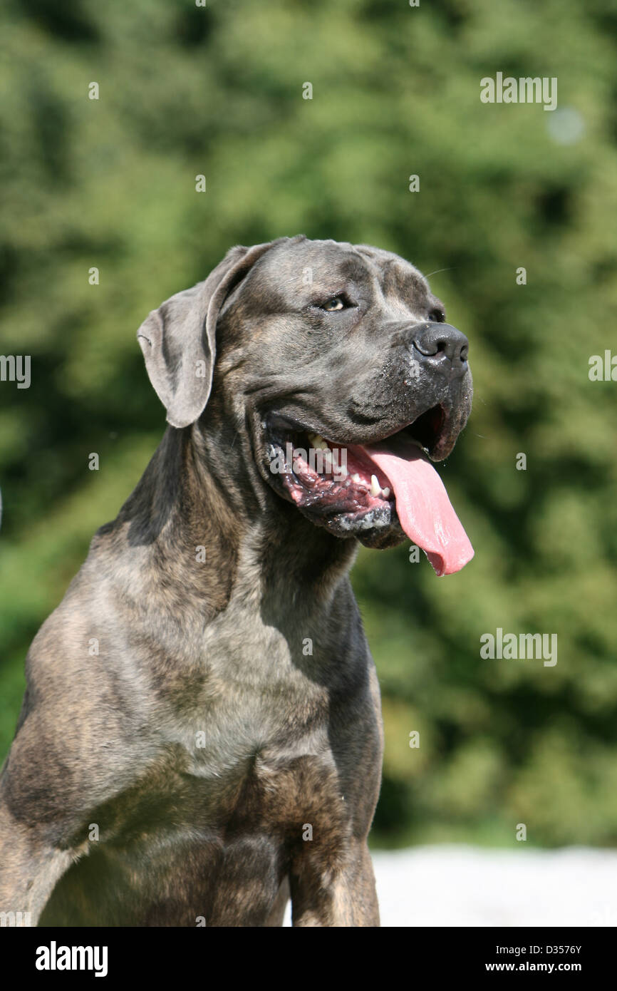 Dog Cane Corso / Italian Molosser young portrait Stock Photo - Alamy
