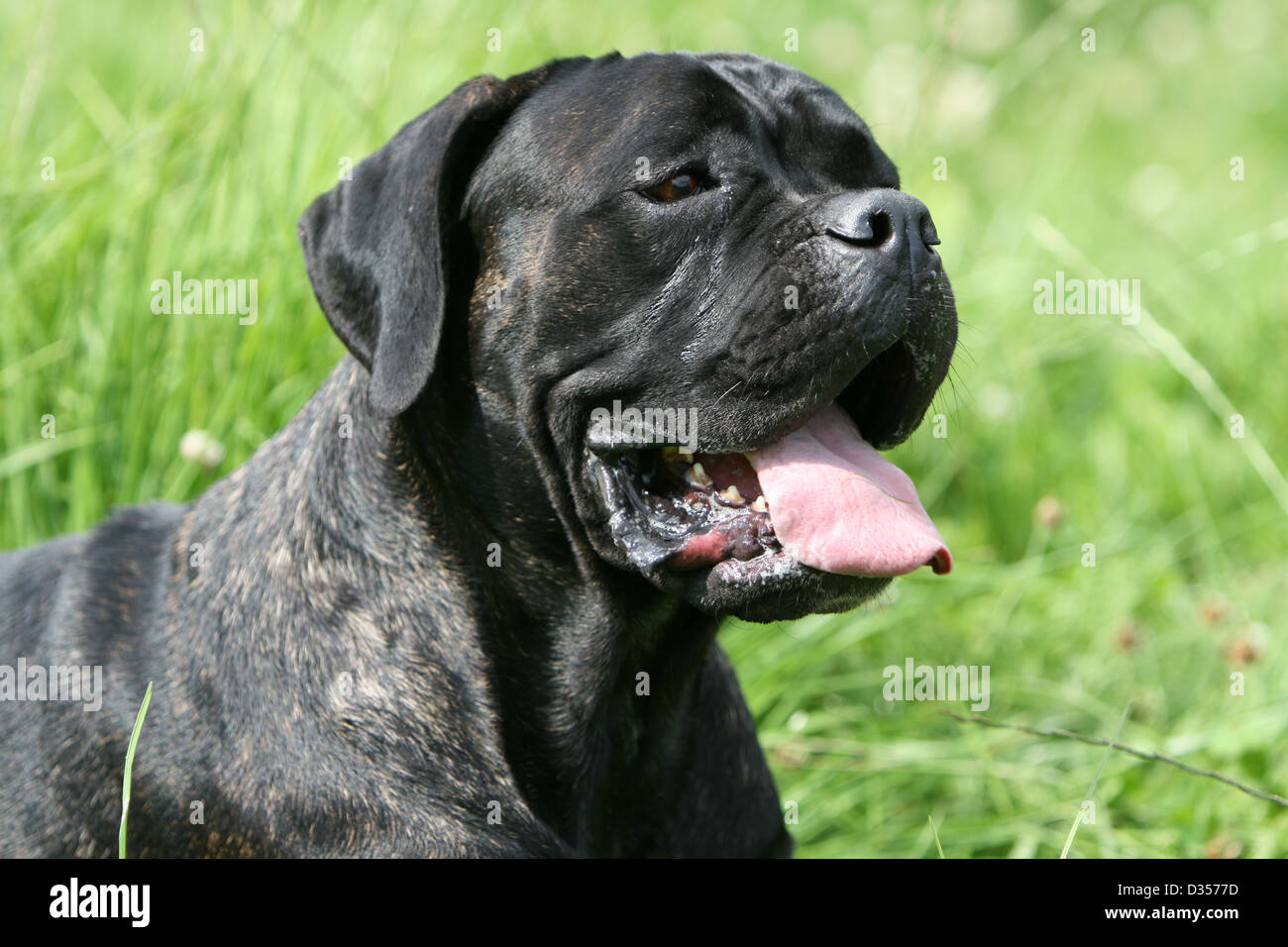 Dog Cane Corso / Italian Molosser adult portrait Stock Photo - Alamy