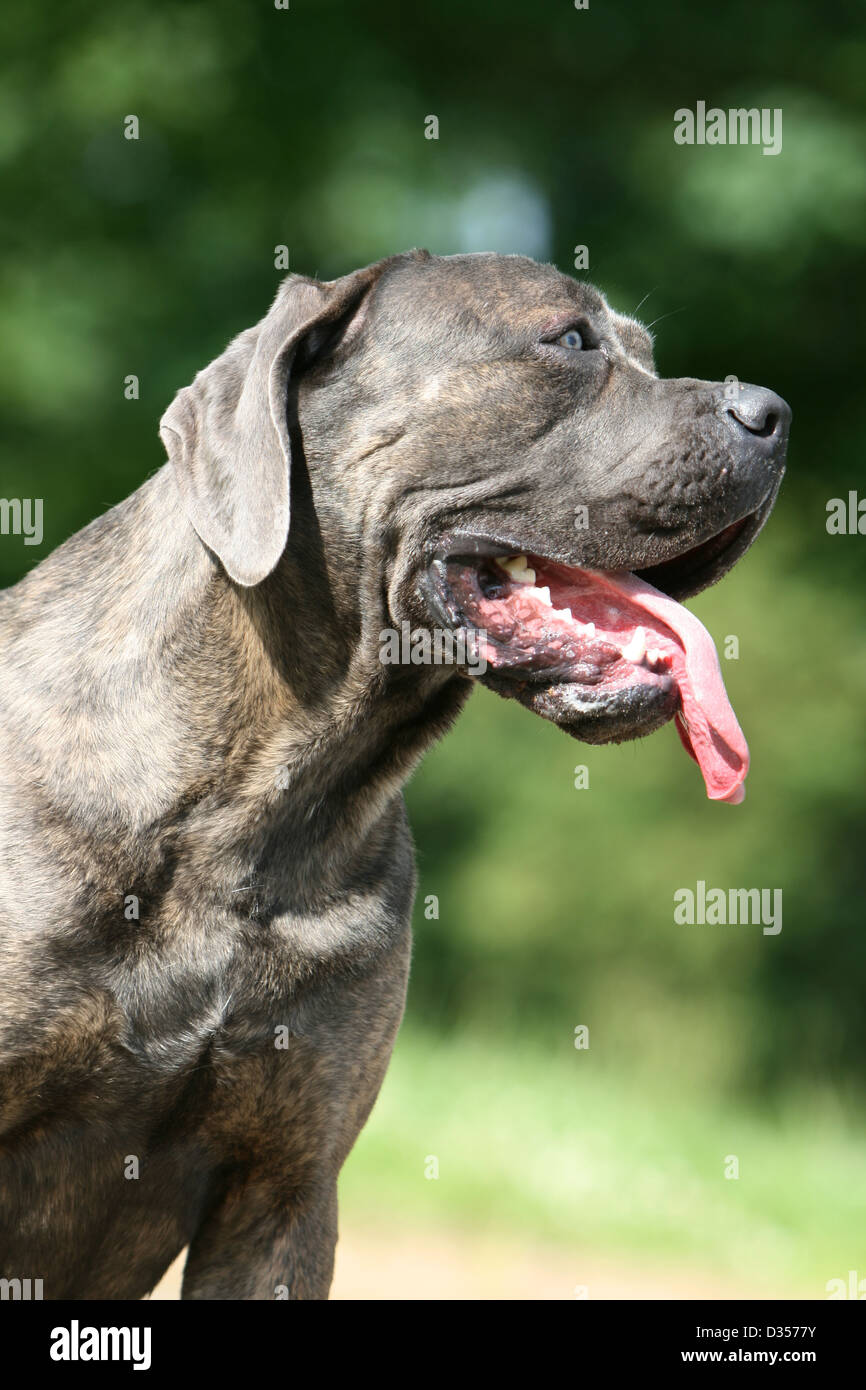 Dog Cane Corso / Italian Molosser adult portrait Stock Photo - Alamy