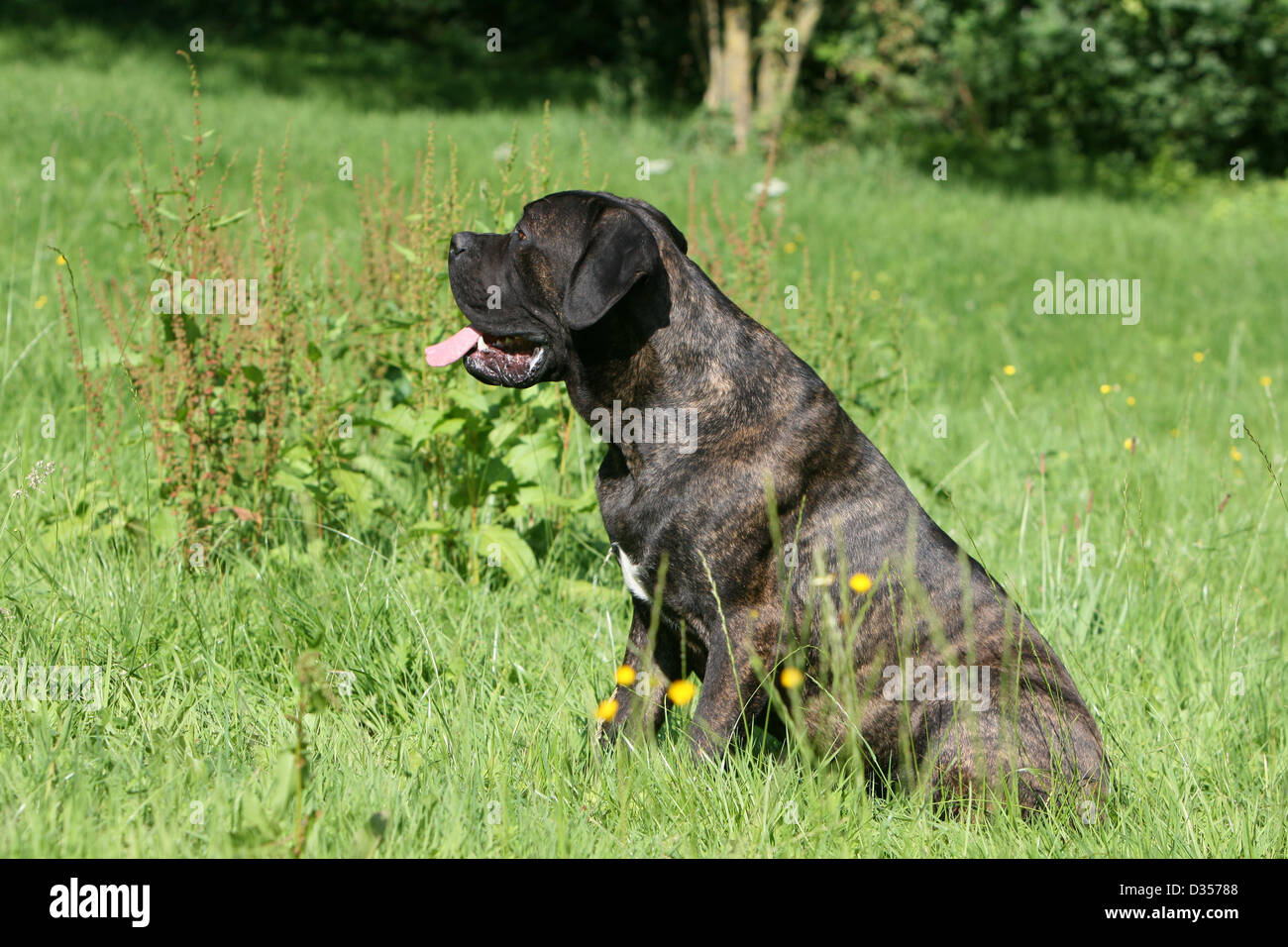 Dog Cane Corso / Italian Molosser adult sitting in a meadow Stock Photo ...