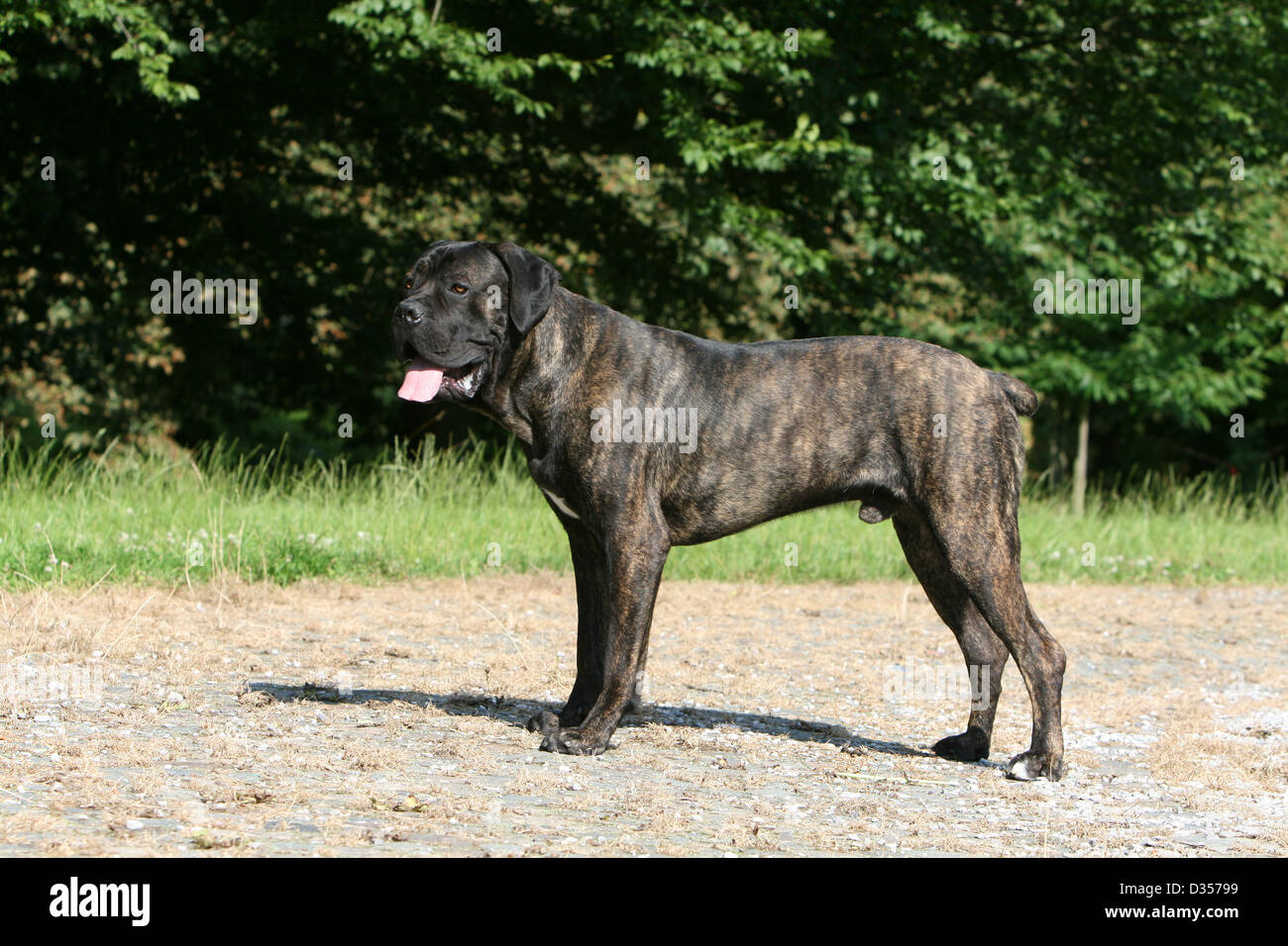 Dog Cane Corso / Italian Molosser adult standing profile Stock Photo ...