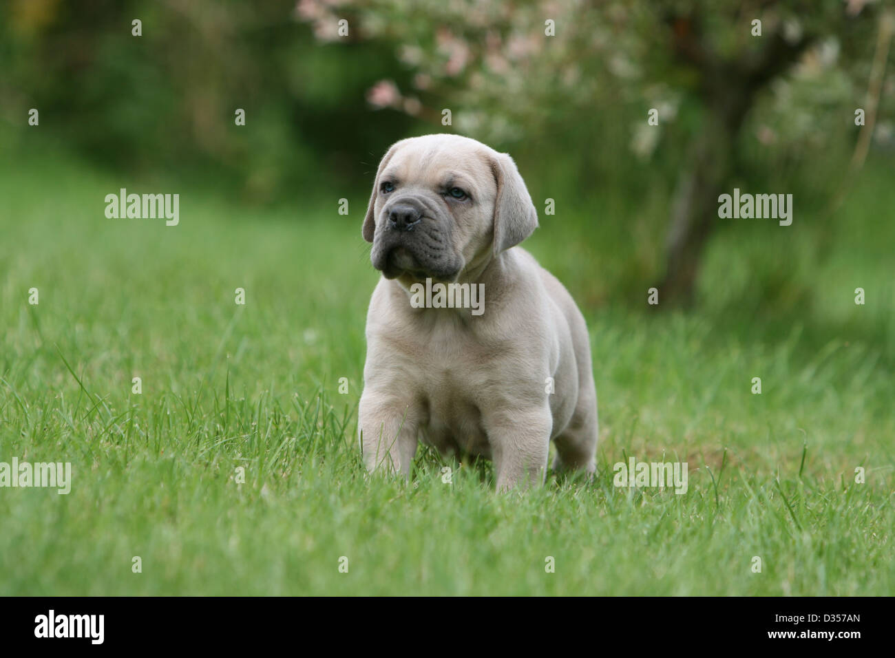 Dog Cane Corso / Italian Molosser puppy standing in a garden Stock ...