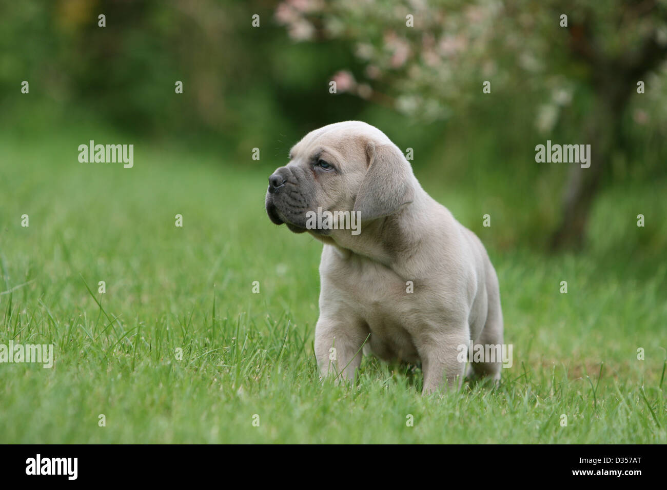 Dog Cane Corso / Italian Molosser puppy standing in a garden Stock ...