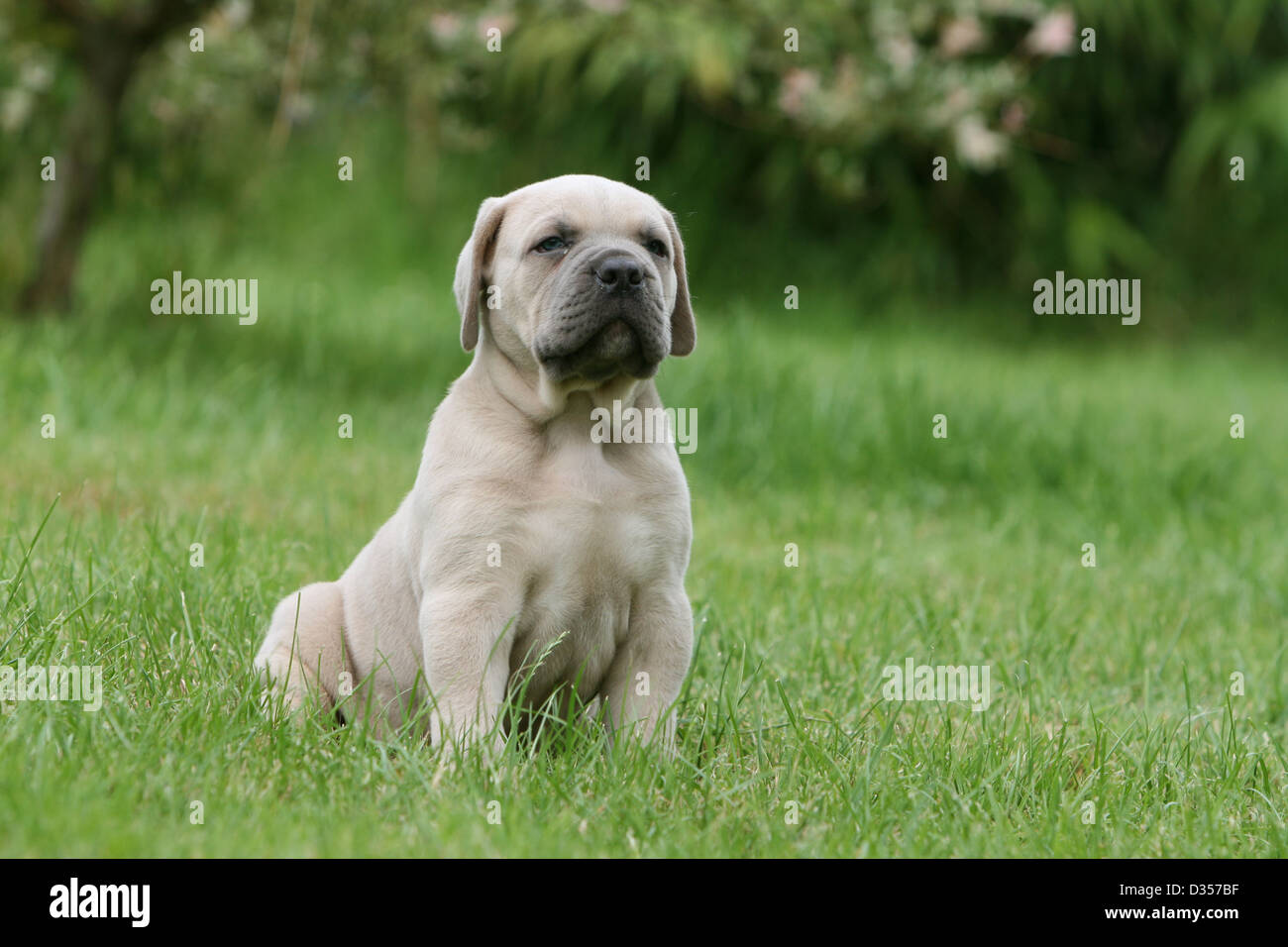 Dog Cane Corso / Italian Molosser puppy sitting in a garden Stock Photo ...