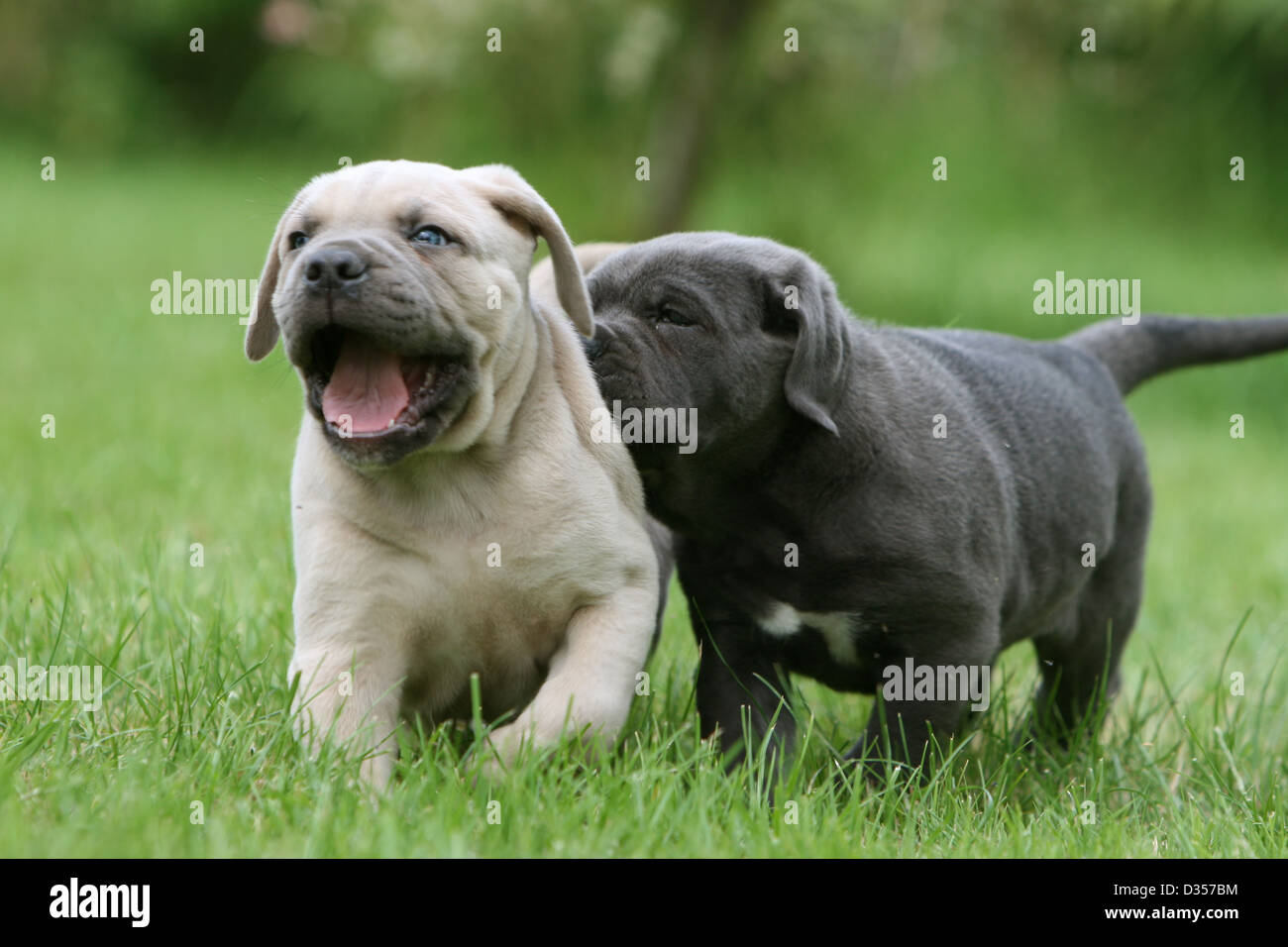 Dog Cane Corso / Italian Molosser two puppies different colors playing ...