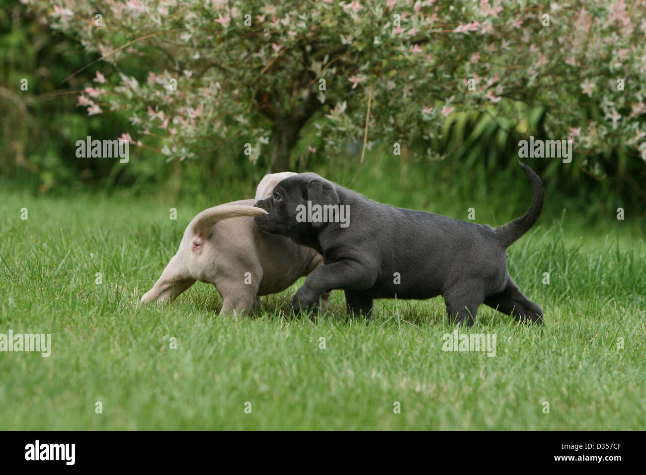 Dog Cane Corso / Italian Molosser two puppies different colors standing ...