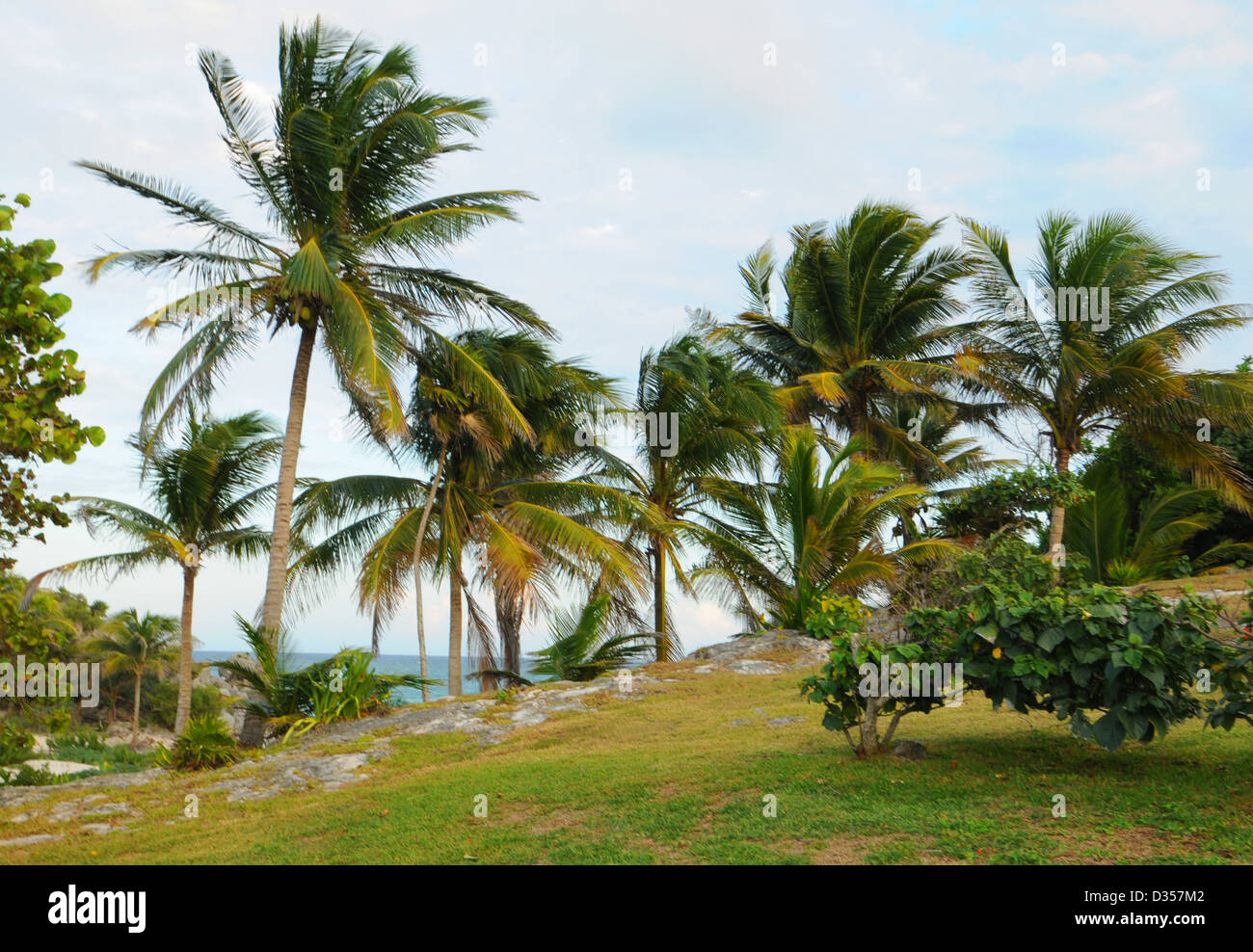 Palm trees and ocean in beautiful tropical landscape Stock Photo - Alamy