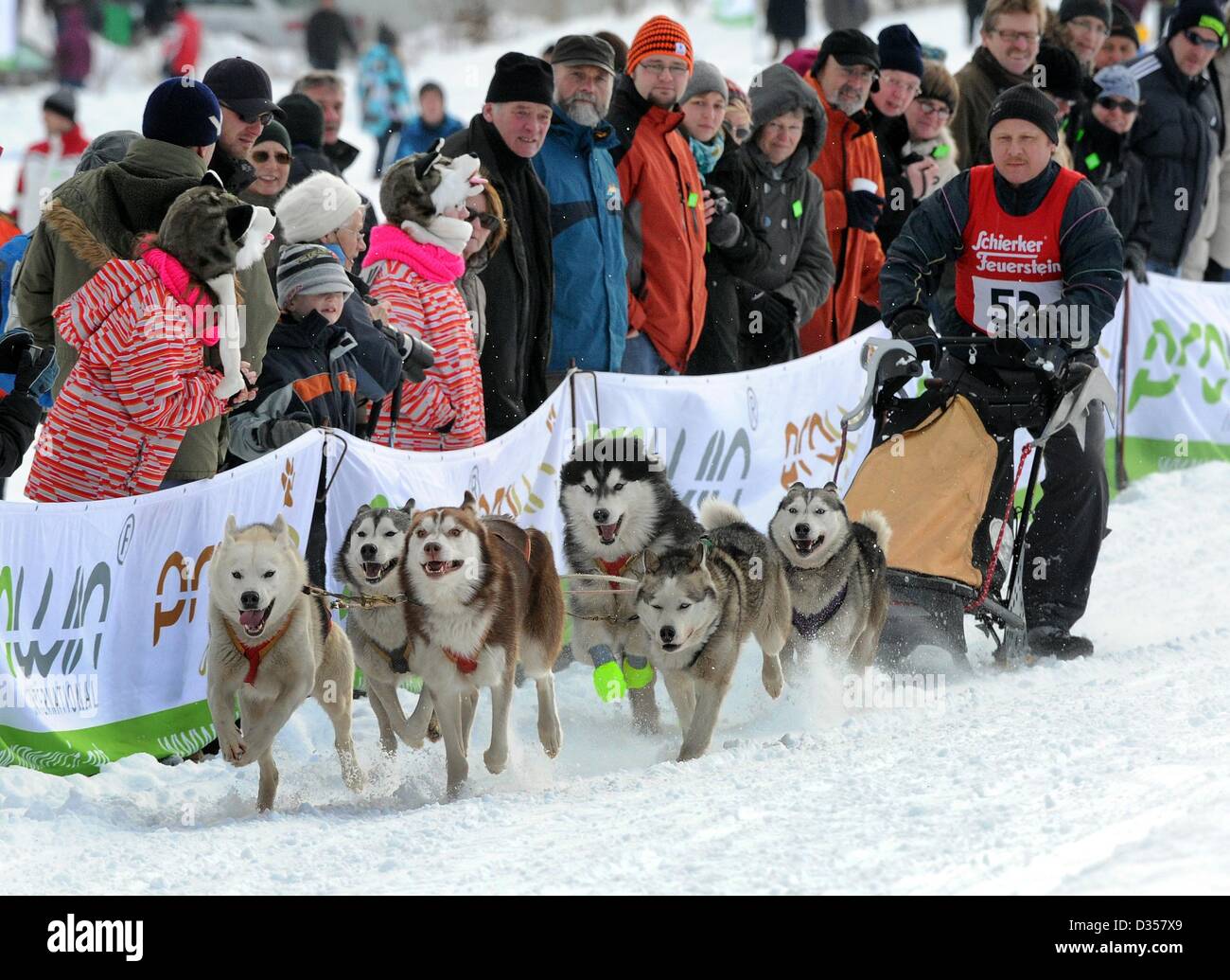 A sled dog team and its musher in action at the sled dog race in ...