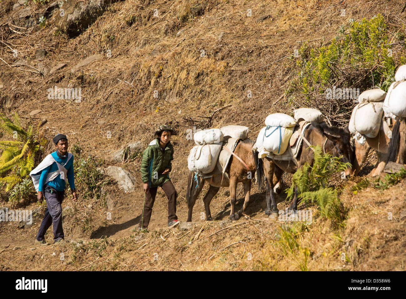 Mule train hi-res stock photography and images - Alamy