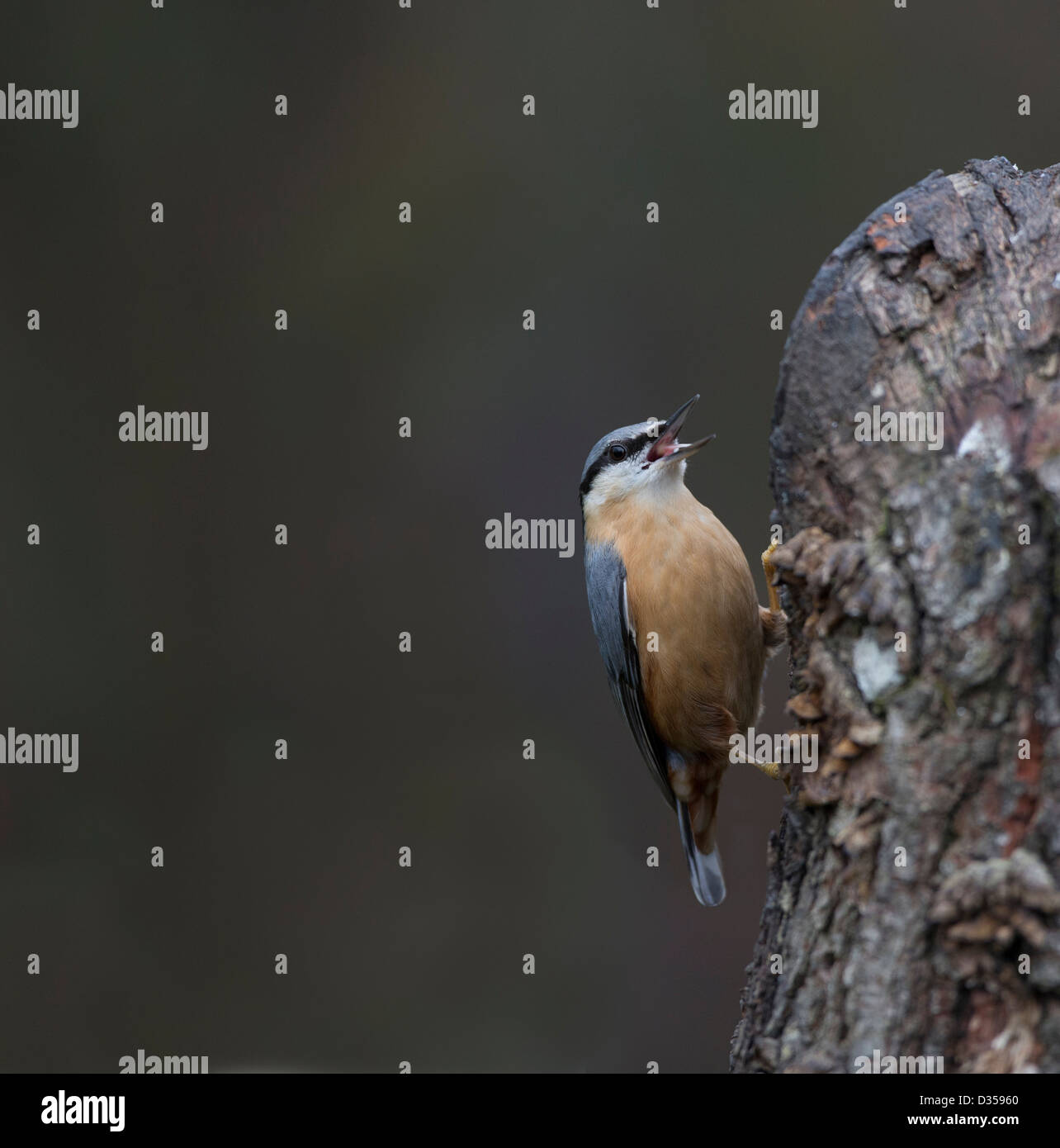 Nuthatch tree creeper hi-res stock photography and images - Alamy
