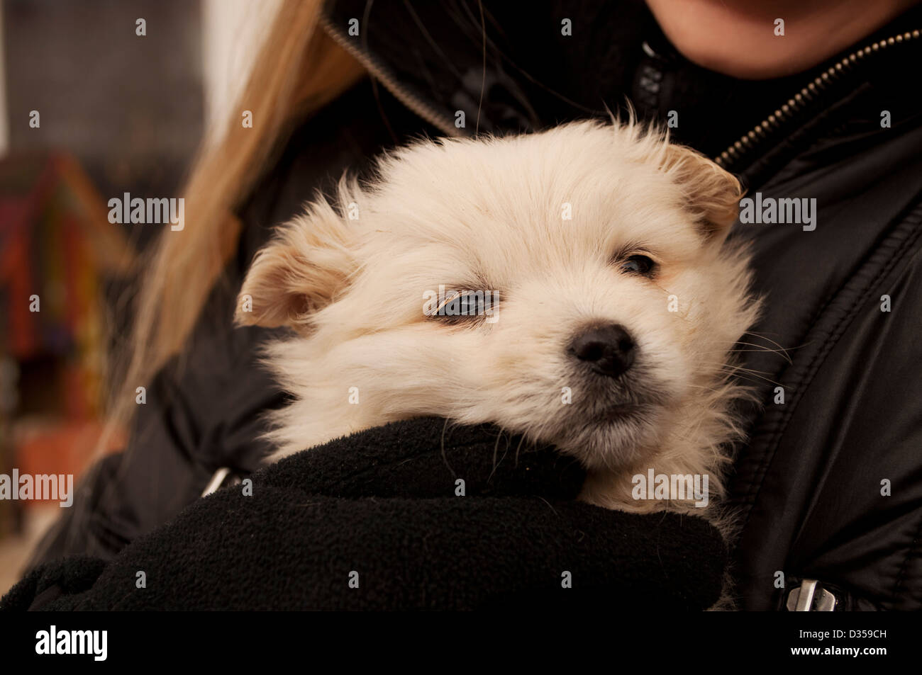 Cute fluffy puppy hi-res stock photography and images - Alamy