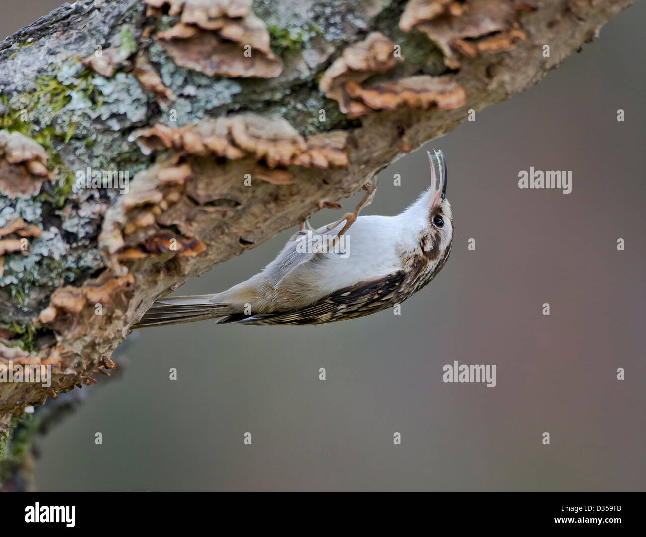 Tree Creeper foraging for food Stock Photo - Alamy