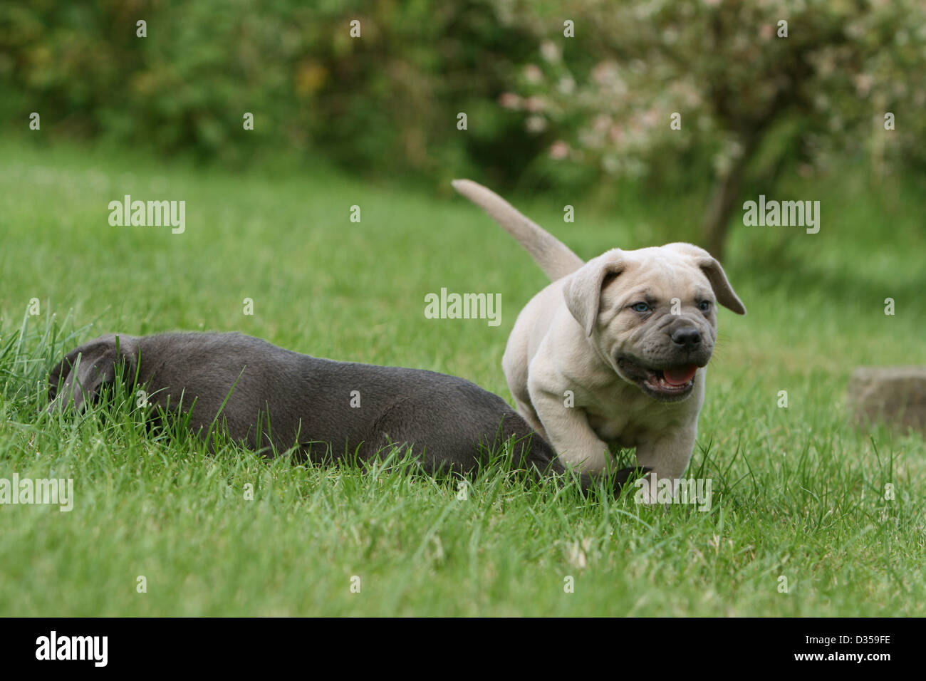 Dog Cane Corso / Italian Molosser two puppies different colors in a ...