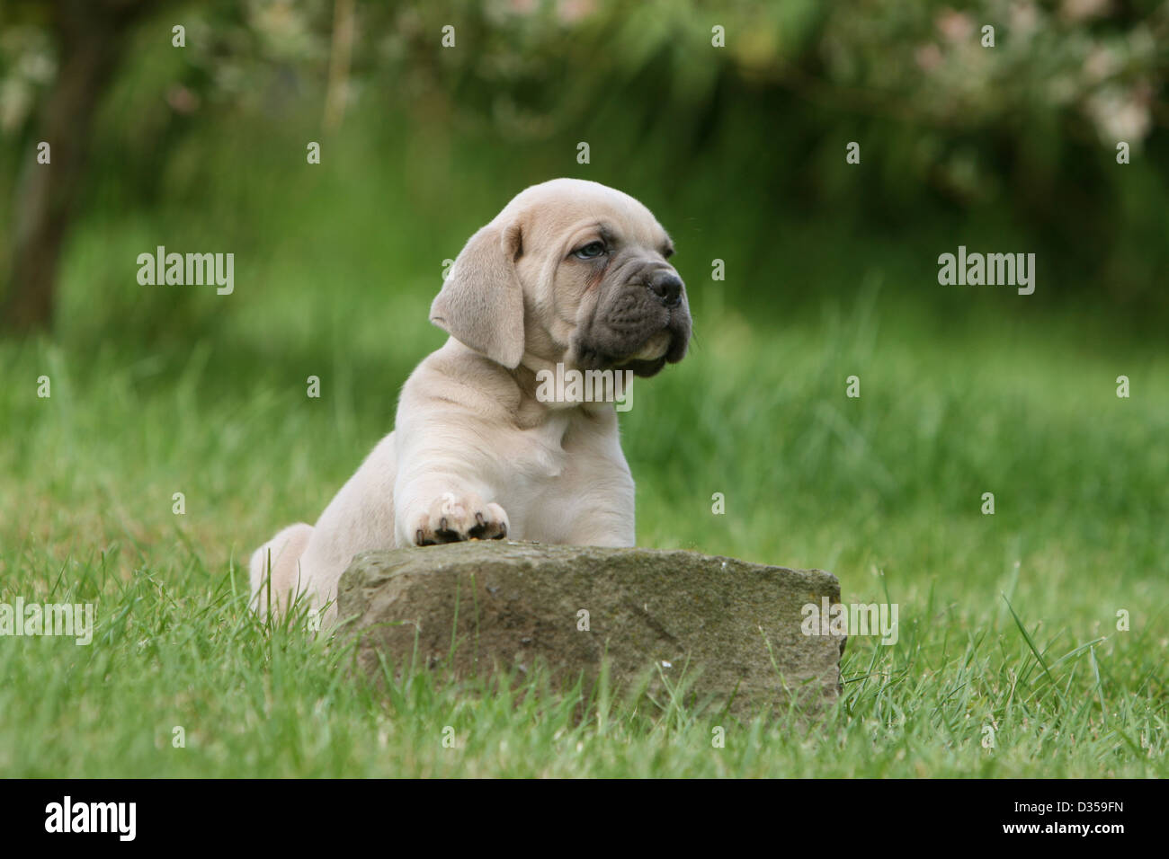 Dog Cane Corso / Italian Molosser puppy sitting on a rock Stock Photo ...