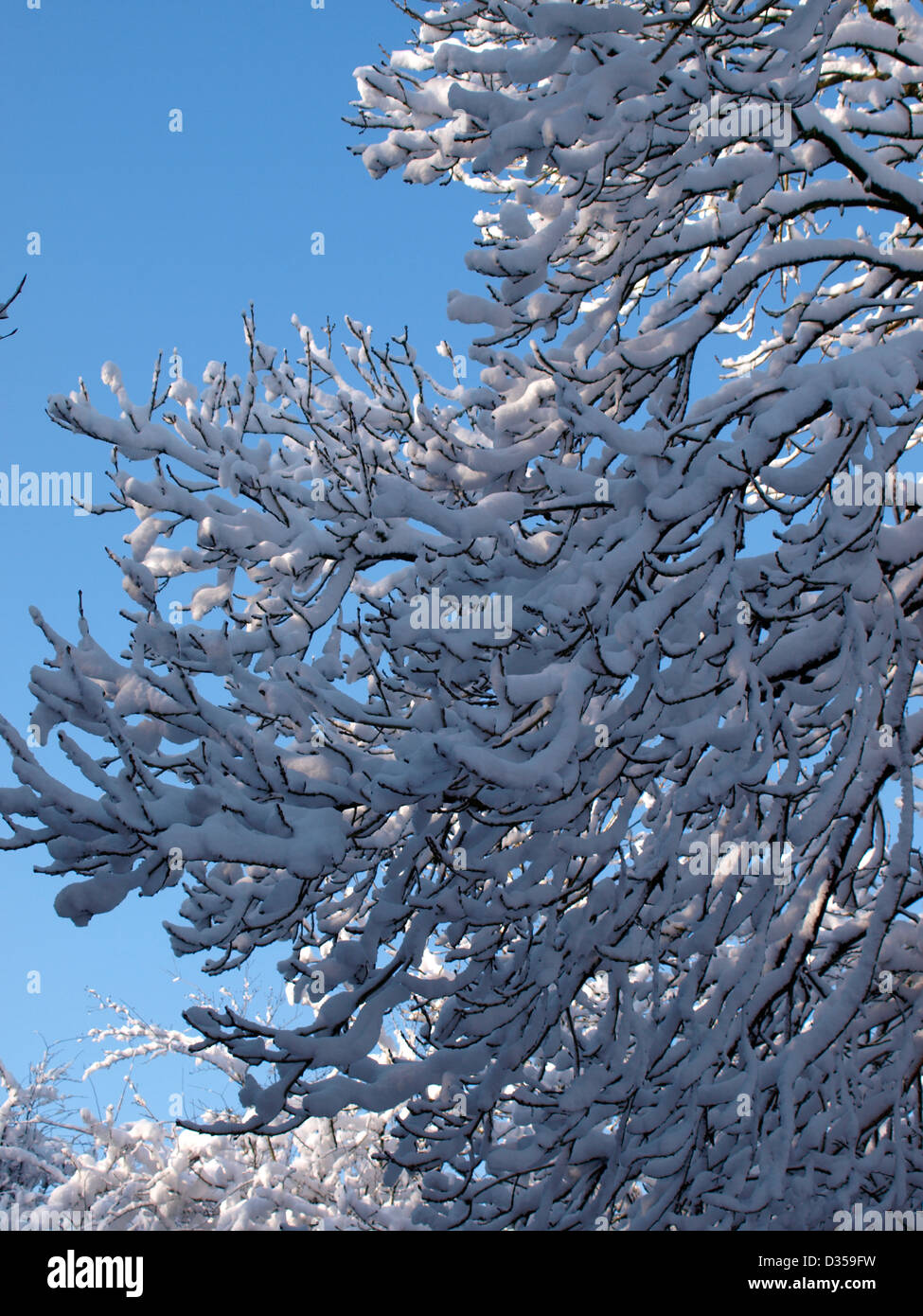 Pretty branches hi-res stock photography and images - Alamy
