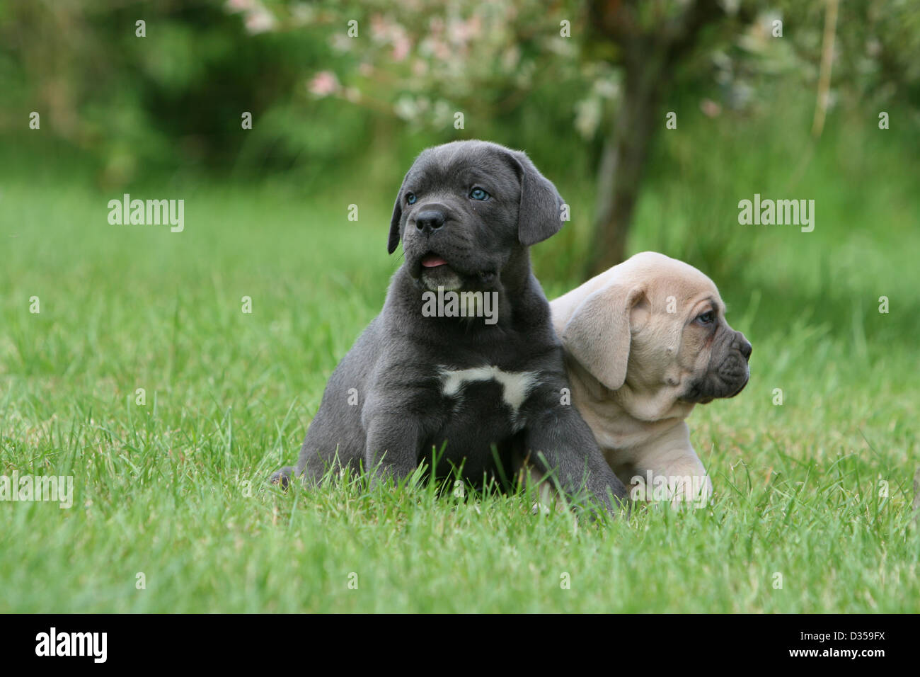 Dog Cane Corso / Italian Molosser two puppies different colors in a ...