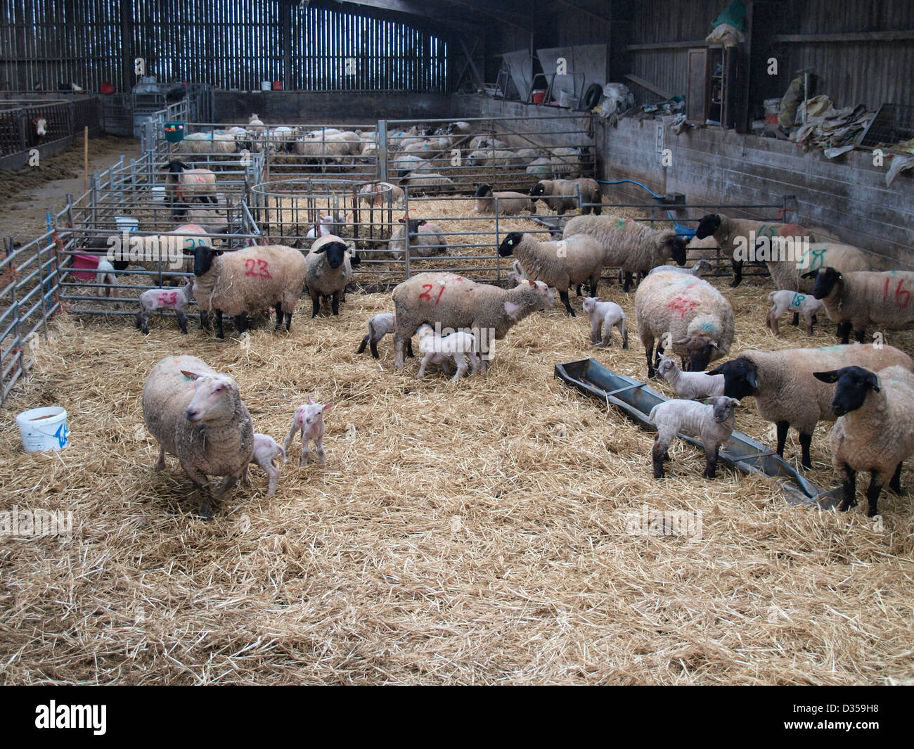 Lambing Barns