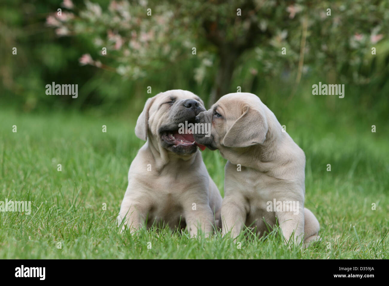 Dog Cane Corso / Italian Molosser two puppies sitting in a garden Stock ...