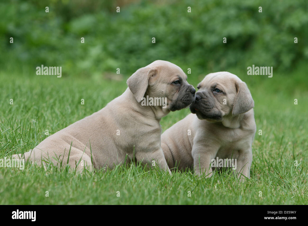 Dog Cane Corso / Italian Molosser two puppies sitting in a garden Stock ...