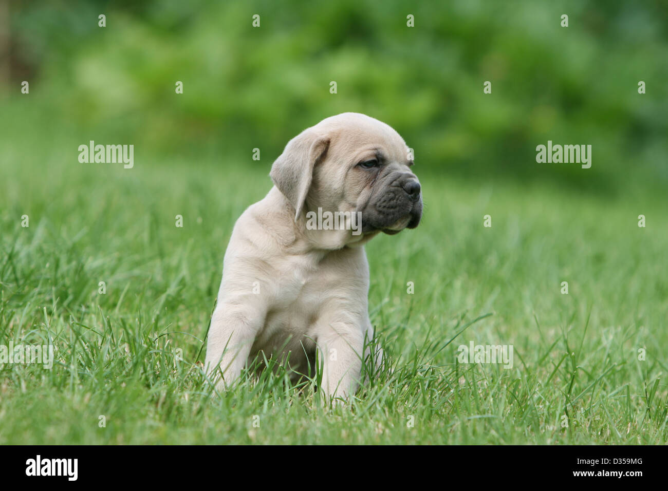 Dog Cane Corso / Italian Molosser puppy sitting in a garden Stock Photo ...