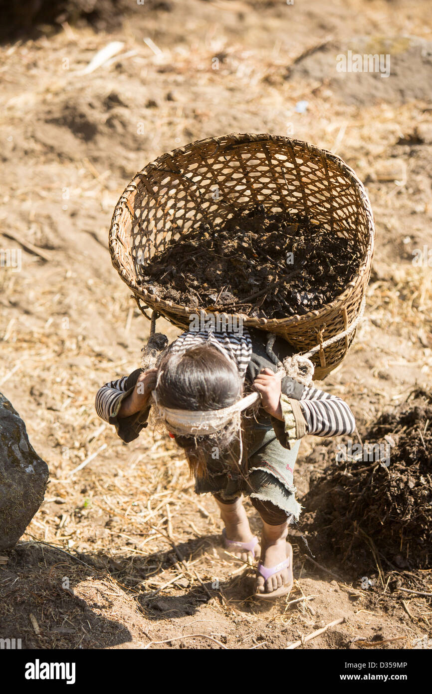 A young girl carrying loads of Oxen muck to fertilize terraces in Nepal ...