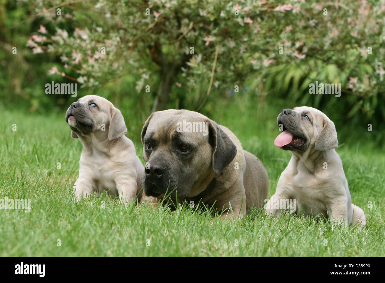 Dog Cane Corso / Italian Molosser adult and two puppies in a meadow ...