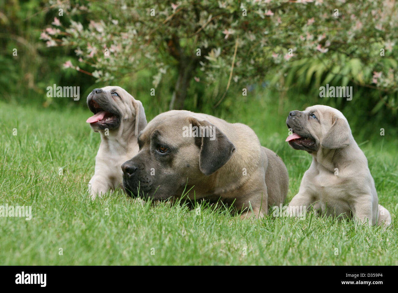 Dog Cane Corso / Italian Molosser adult and two puppies in a meadow ...