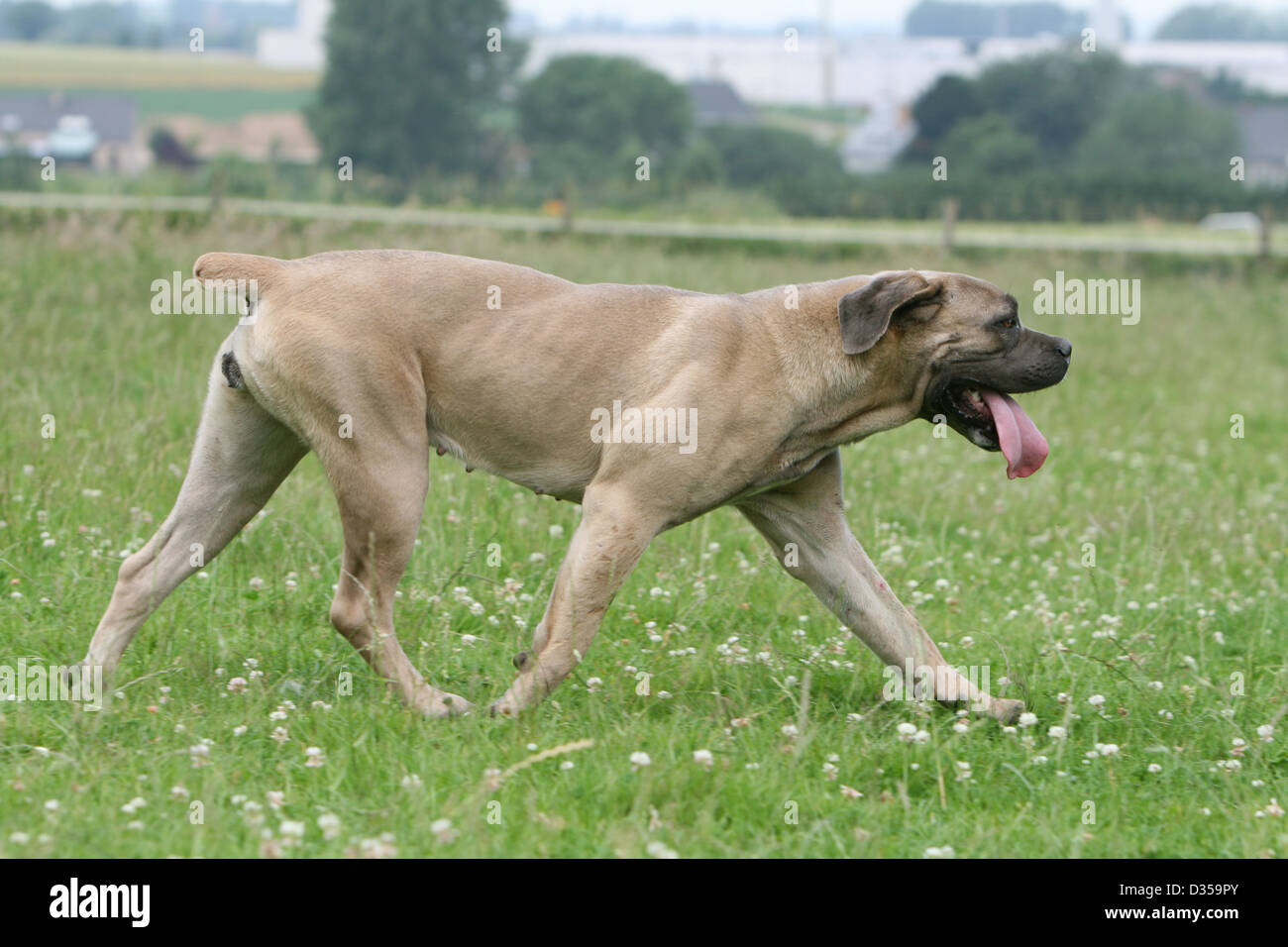 Dog Cane Corso / Italian Molosser adult walking in a meadow Stock Photo ...
