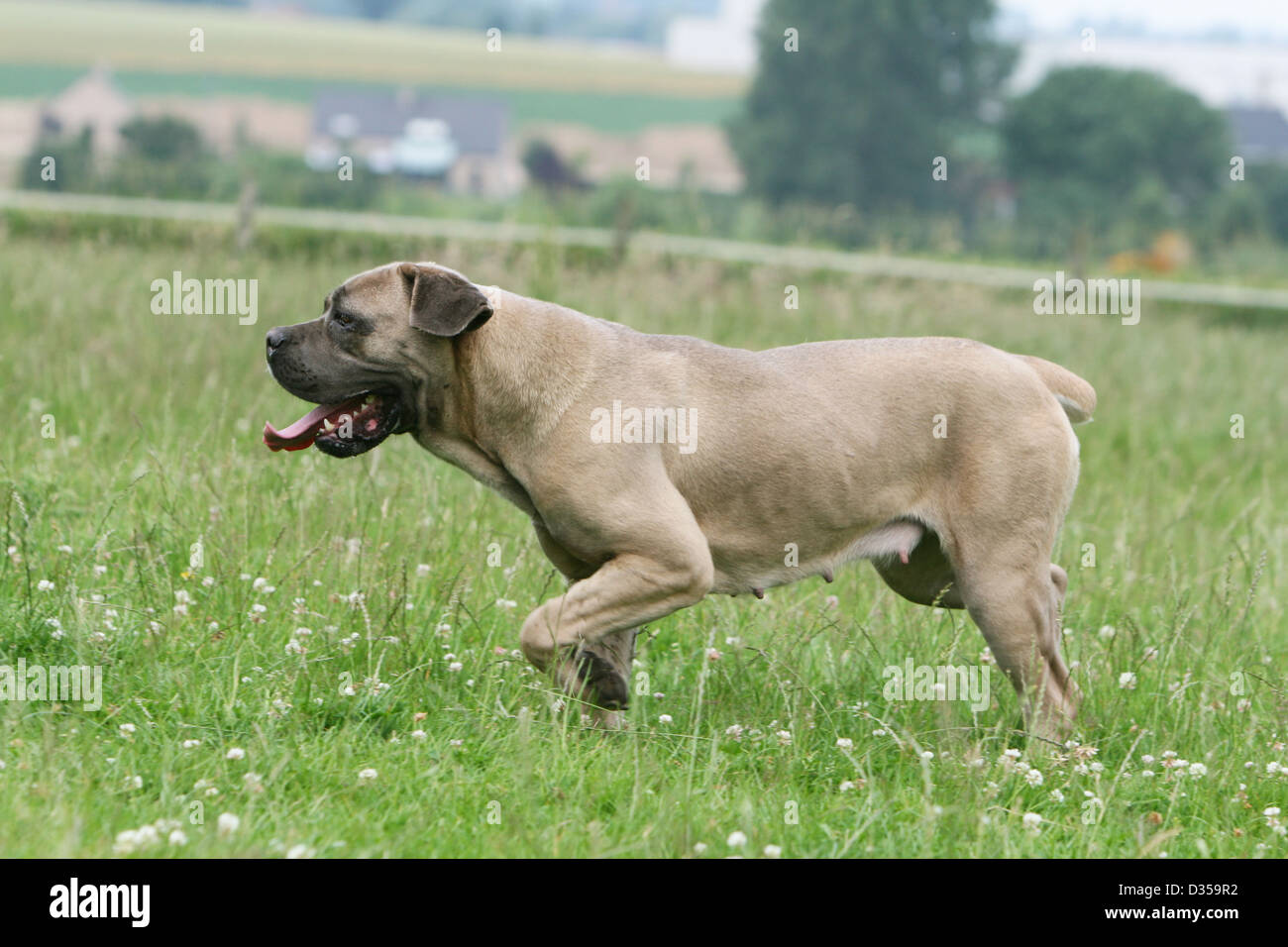 Dog Cane Corso / Italian Molosser adult walking in a meadow Stock Photo ...