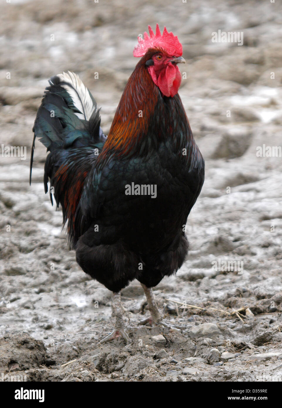 Cockerel uk hi-res stock photography and images - Alamy